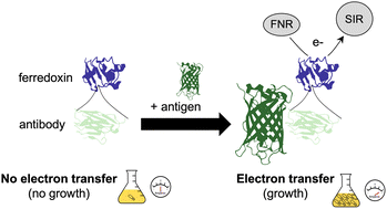Regulating ferredoxin electron transfer using nanobody and antigen ...