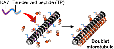 Peptide-mediated display of Tau-derived peptide for construction of ...