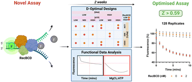Development of a fluorescence-based assay for RecBCD activity using ...
