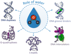 The role of water in mediating DNA structures with epigenetic modifications, higher-order ...