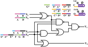 FEN1-assisted DNA logic amplifier circuit for fast and compact DNA computing - Chemical ...