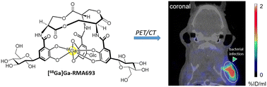 A novel radiolabelled salmochelin derivative for bacteria-specific PET ...