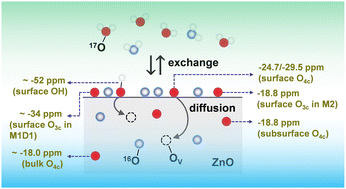 Oxygen dynamic exchange and diffusion characteristics of ZnO nanorods ...