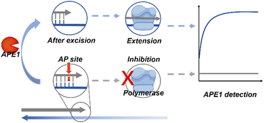 Enhancing APE1 detection through apurinic/apyrimidinic site inhibition ...