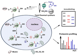 A cell-permeable Ub-Dha probe for profiling E1–E2–E3 enzymes in live ...