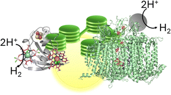 Photosynthetic biohybrid systems for solar fuels catalysis - Chemical ...