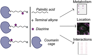 Trifunctional fatty acid derivatives: the impact of diazirine placement ...