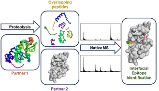 A native mass spectrometry approach to qualitatively elucidate ...