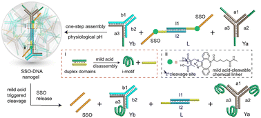 A splice-switch oligonucleotide loaded self-cleavable DNA nanogel ...