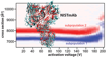 Differential glycosylation does not modulate the conformational ...