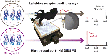 High-throughput label-free opioid receptor binding assays using an ...