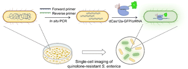 High-contrast imaging of cellular non-repetitive drug-resistant genes ...