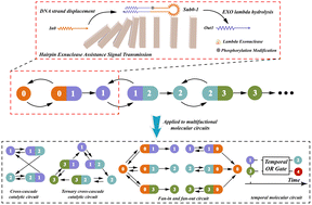 DNA domino circuits based on a hairpin exonuclease assistance signal ...
