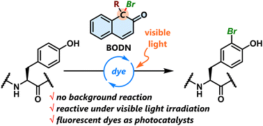 BODNs as biocompatible brominating reagents: visible-light ...