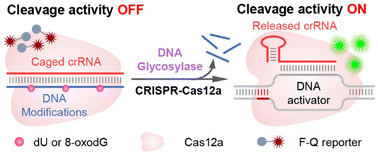 CRISPR–Cas12a detection of DNA glycosylases via DNA modification ...