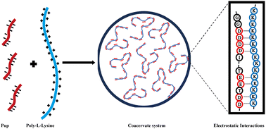 Electrostatic interactions drive phase separation in Pup protein ...