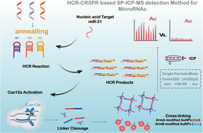 CRISPR/Cas12a assay for amol level microRNA by combining enzyme-free ...