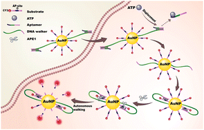 A novel aptasensor based endogenous enzyme-powered DNA walker for ATP ...