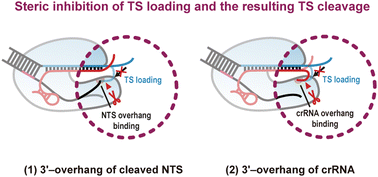 Effects of steric hindrance from single-stranded overhangs on target ...