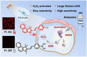 A red turn-on fluorescent probe reveals elevated H2O2 in cell ...