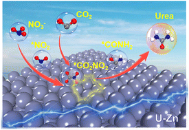 Selective urea electrosynthesis via nitrate and CO2 reduction on ...