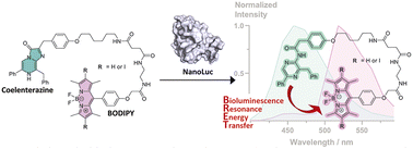 BODIPY-coelenterazine conjugates as self-illuminating substrates for ...