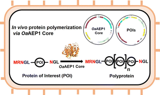 Intracellular protein ligation and polyprotein synthesis using an ...