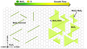 Oriented lateral growth of monolayer MoS2 mediated by highly-oriented ...