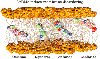 The disordering effect of SARMs on a biomembrane model - Physical ...