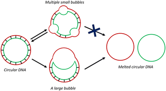 Large bubble drives circular DNA melting - Physical Chemistry Chemical ...
