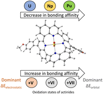 High-valent actinyl (AnO2; An = U, Np and Pu) complexation with ...
