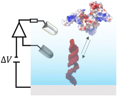 Electrostatic modulation of multiple binding events between loquacious ...
