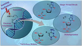 Dissociative electron attachment to halogenated nucleotides: a quest ...