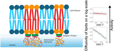 Self-diffusion is temperature independent on active membranes ...