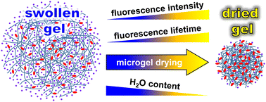 Moisture changes inside hydrogel particles during their drying process ...