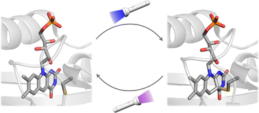 Insights into the photoswitch based on 5-deazaFMN and LOV2 from Avena ...