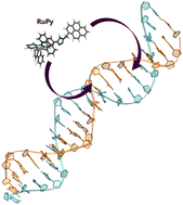 Binding modes of a flexible ruthenium polypyridyl complex to DNA - Physical Chemistry Chemical ...