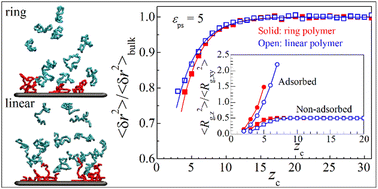Simulation study of the conformation and dynamics of substrate ...