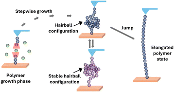 Stochastic dynamics of hairballs in single-polymer growth - Physical ...