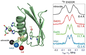 Spin labels for 19F ENDOR distance determination: resolution ...