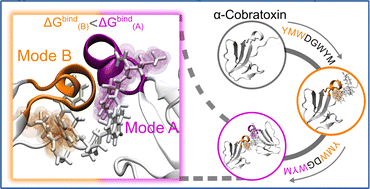 Computational insight into the peptide-based inhibition of α-cobratoxin ...