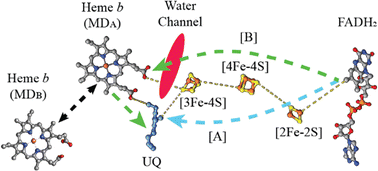Respiratory complex II acting as a homeostatic regulatory sensor ...