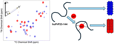 Copper binding alters the core structure of amyloid fibrils formed by ...
