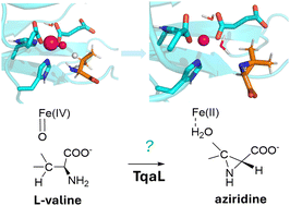 Unusual mechanism of aziridine biosynthesis catalysed by the αKG ...