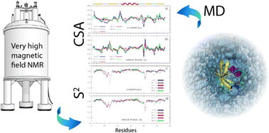 Molecular dynamics as an efficient process to predict 15N chemical shift anisotropy at very high ...