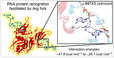 Decoding the enigma of RNA–protein recognition: quantum chemical ...