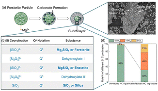 Evolution of silicate coordination in architected amorphous and ...