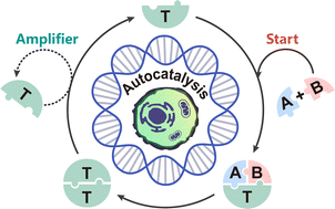 Autocatalytic DNA circuitries - Chemical Society Reviews (RSC Publishing)