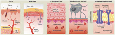 Translational nanorobotics breaking through biological membranes ...