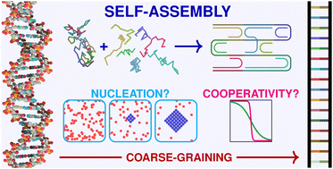Models and simulations of structural DNA nanotechnology reveal fundamental principles of self ...